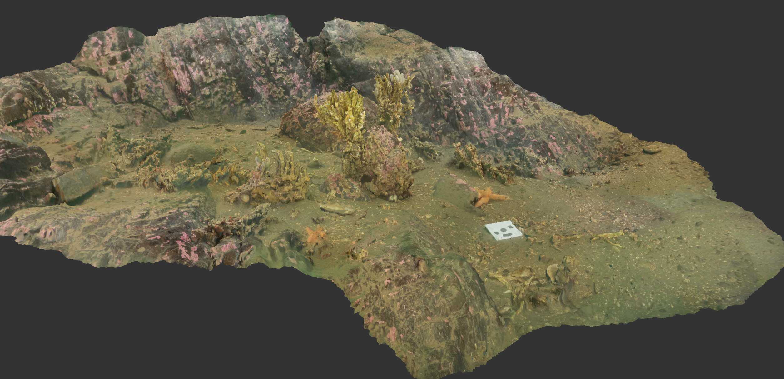 Serpulids Main – Construkted Reality